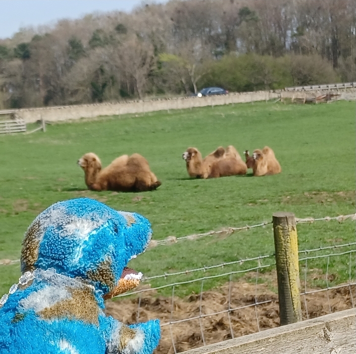 Mainsgill Farm – Rex the Veganosaurus